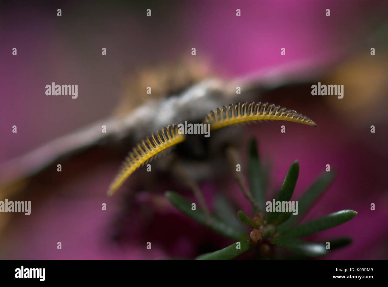 Emperor Moth, Saturnia pavonia, male close up of antennae, fluffy, on ...