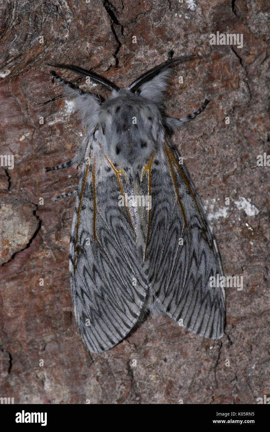 Adult puss moth hi-res stock photography and images - Alamy