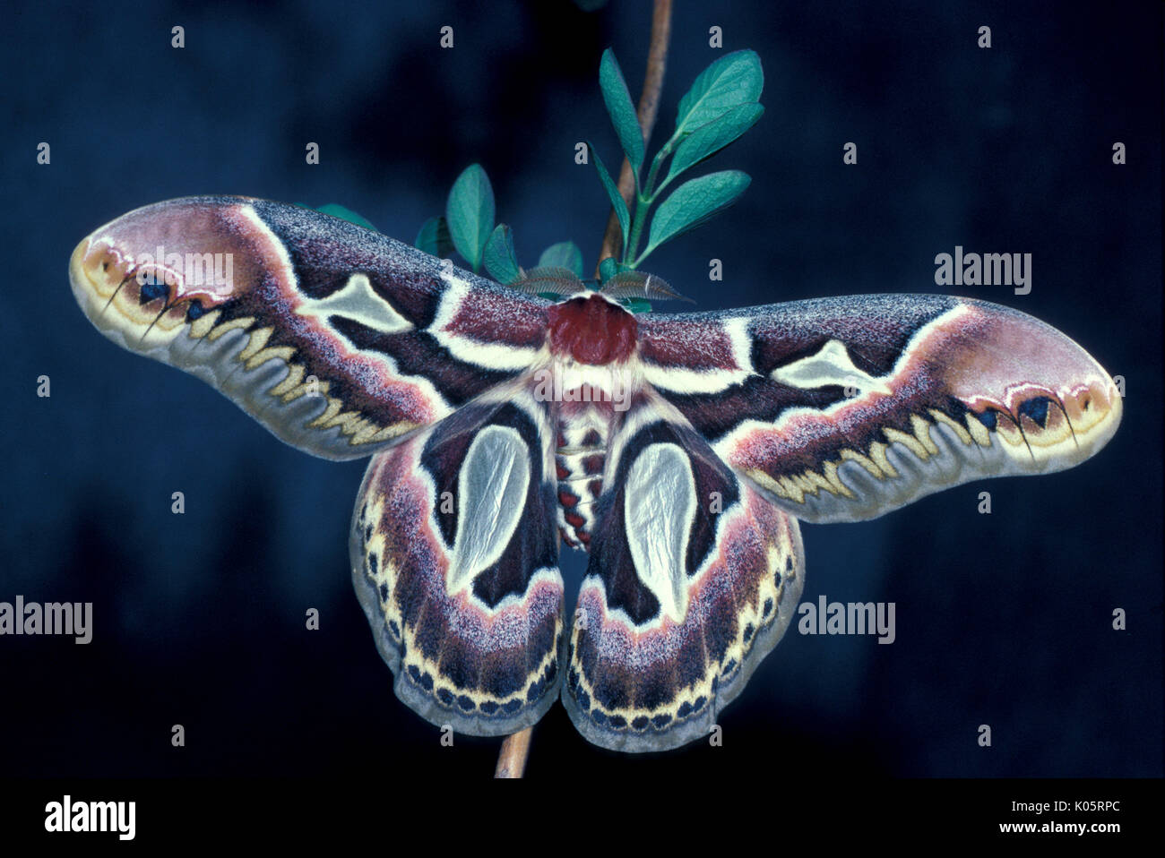 Rothschildia moth hi-res stock photography and images - Alamy