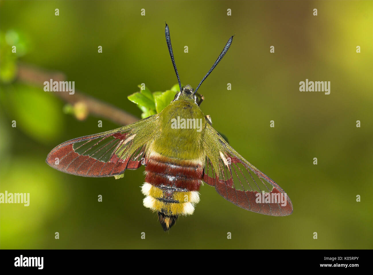 Diurnal hawk moth hi-res stock photography and images - Alamy