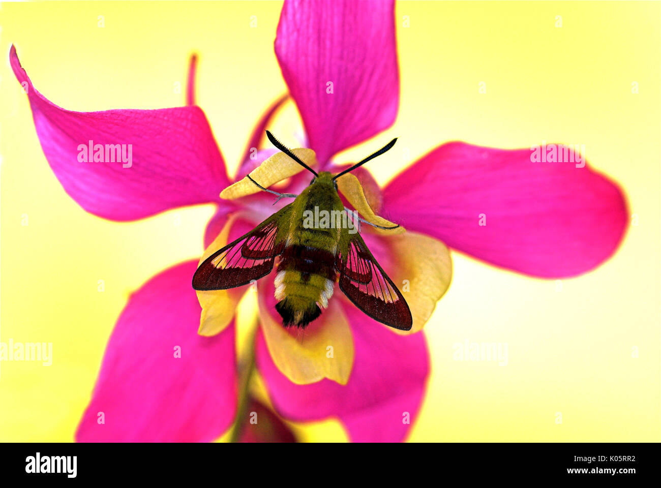 Broad Bordered Bee Hawk Moth, Hemaris fuciformis, resting on pink and ...