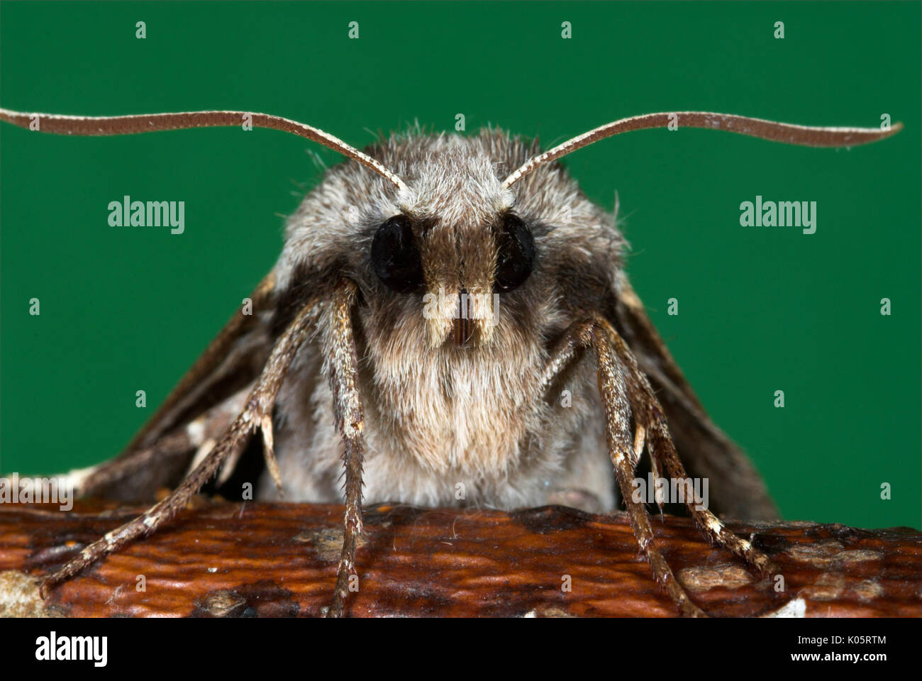 Pine Hawk Moth, Hyloicus pinastri, close up of face showing large eyes ...
