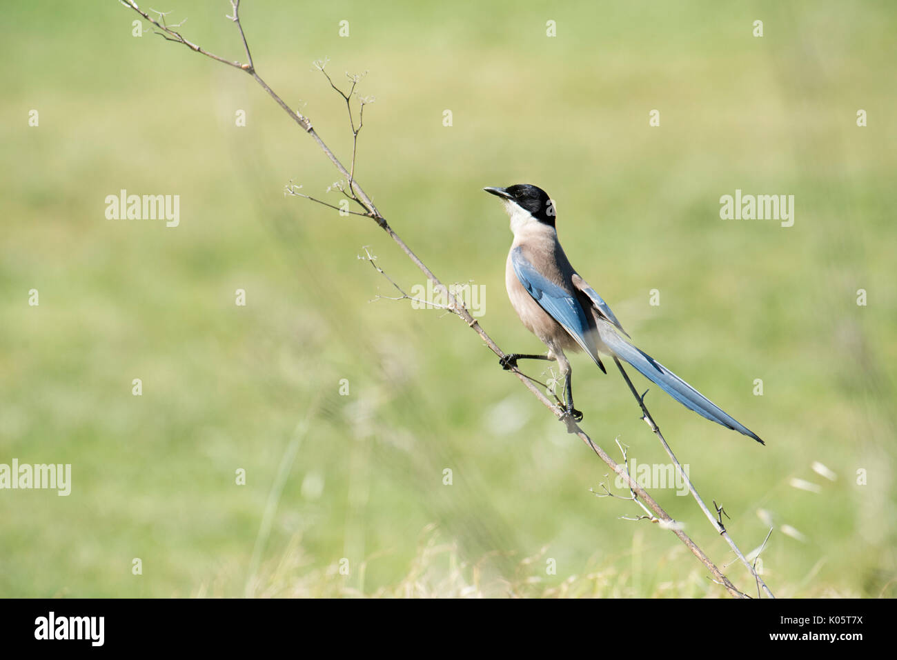 Azure Winged Magpie, Cyanopica cyanus, Ria Formosa West, Quinta Do Lago ...