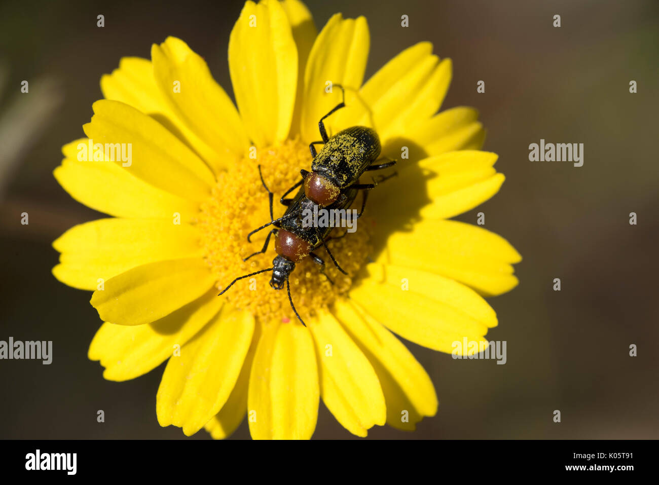 Soldier Beetles Mating, family Cantharidae, on yellow flower, covered ...