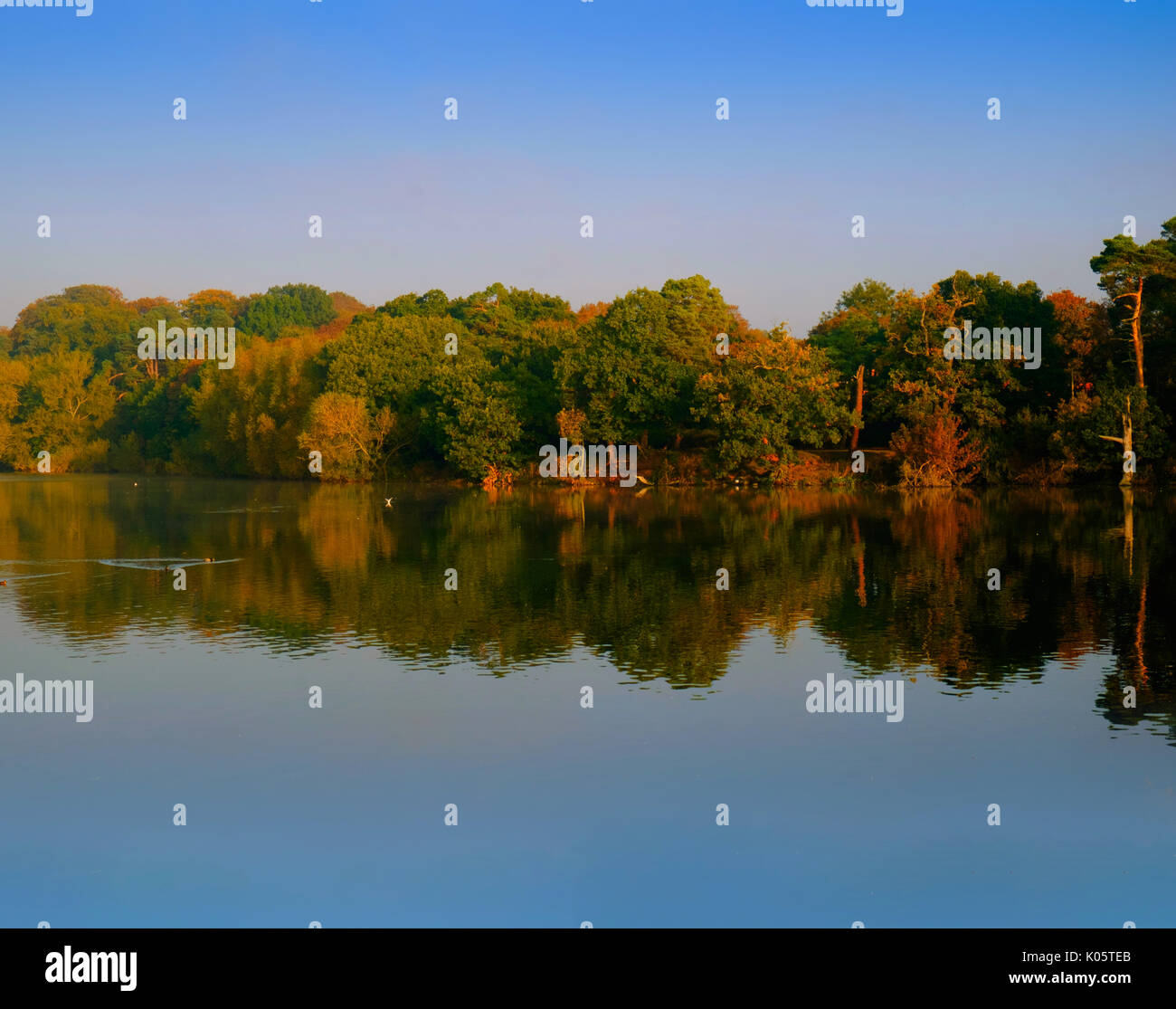 Lake reflecting colorful fall trees hi-res stock photography and images ...