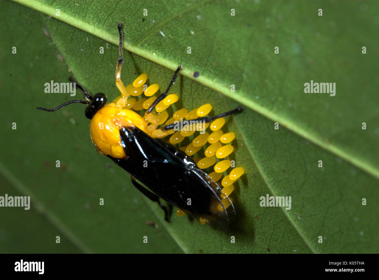 Black & Yellow Fly, guarding eggs on leaf, Order Diptera, two-winged ...