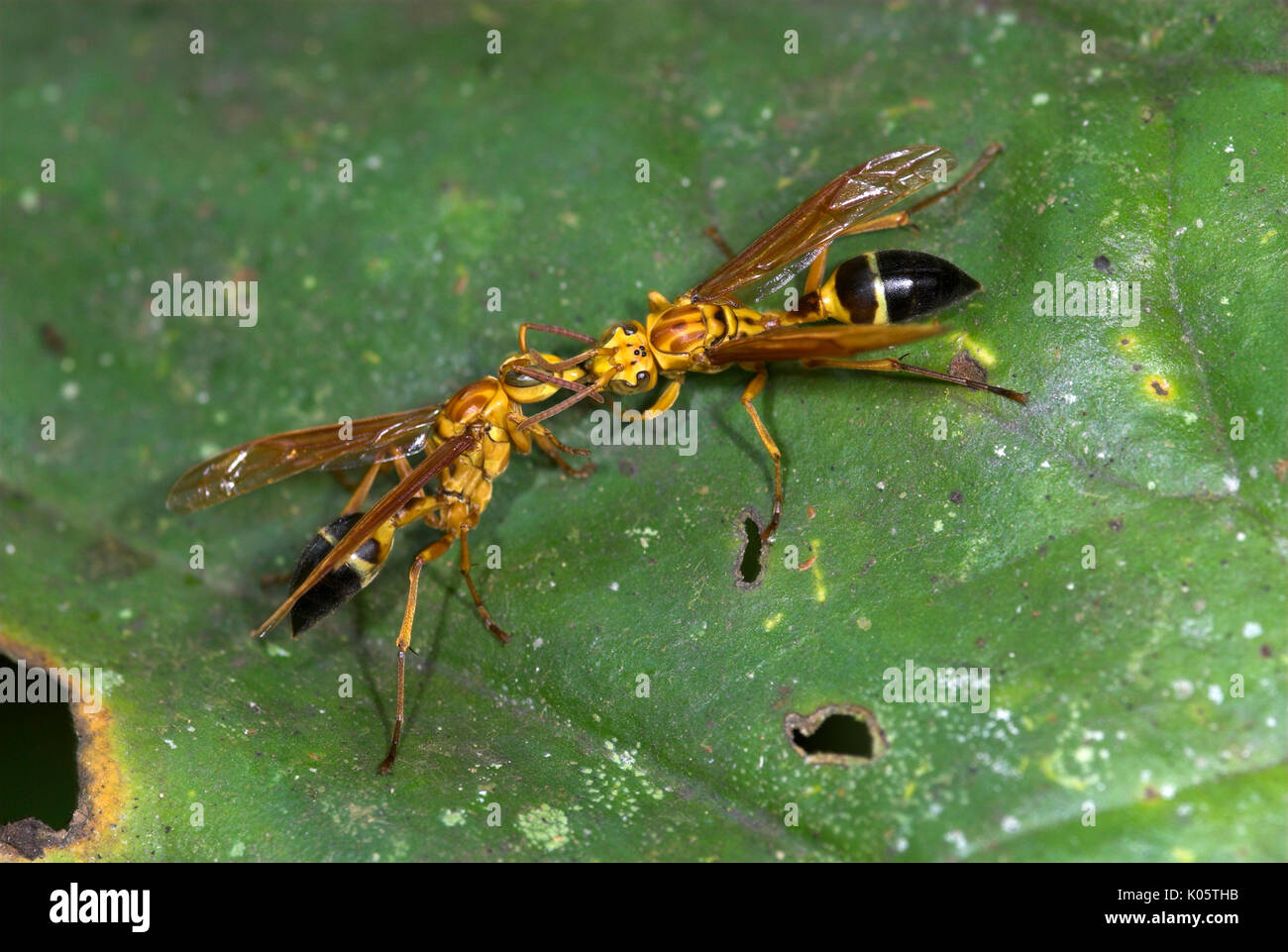 Spider Hunting Wasps, family Pompilidae, Iquitos, Peru, pair male and ...