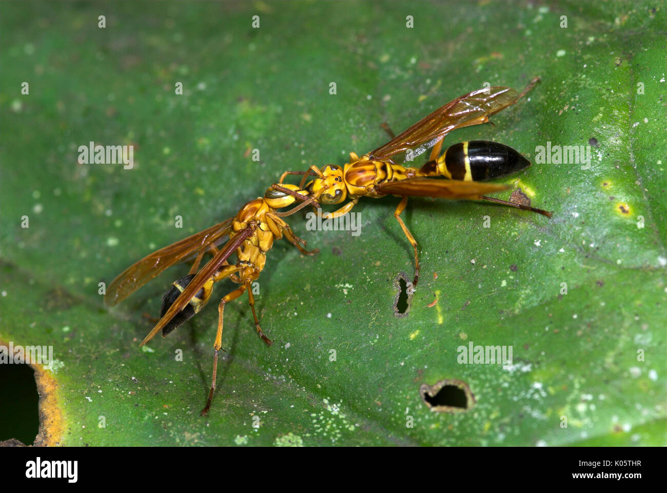 Spider hunting wasps family hi-res stock photography and images - Alamy
