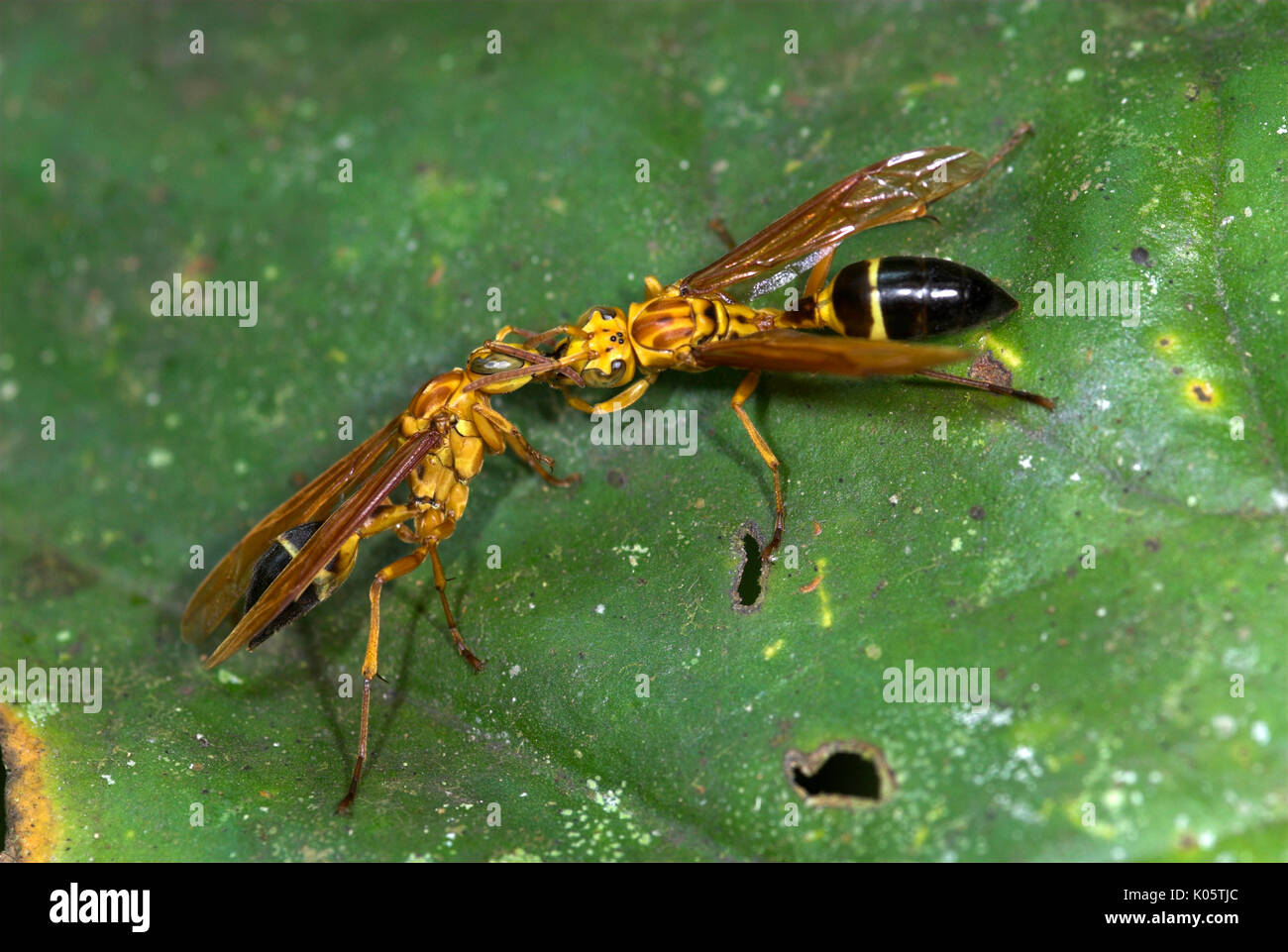 Spider Hunting Wasps, family Pompilidae, Iquitos, Peru, pair male and ...