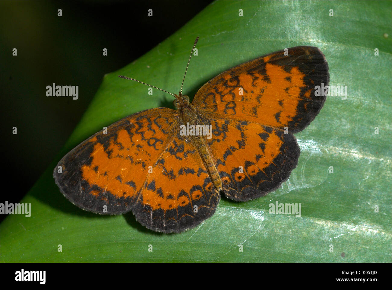 Nymphalid Butterfly, Phyciodessp, Manu, Peru, rainforest, jungle, brown ...