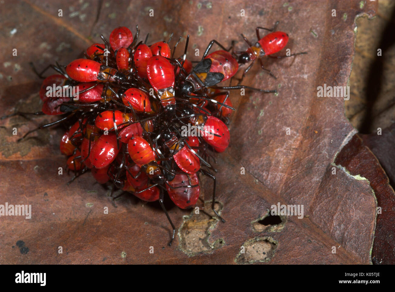 Peru invertebrates hi-res stock photography and images - Alamy