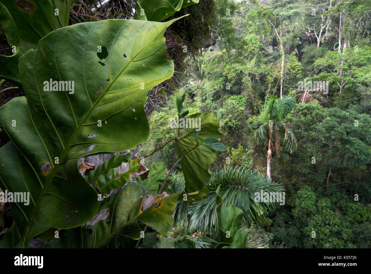 Jungle Canopy, Manu, Peru, rainforest, leaves, trees, green Stock Photo ...
