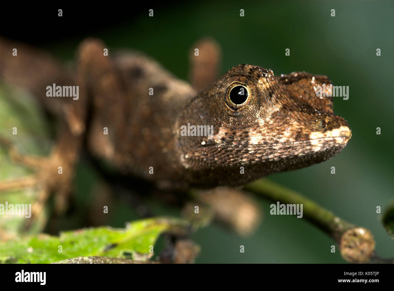 Common forest anole hi-res stock photography and images - Alamy