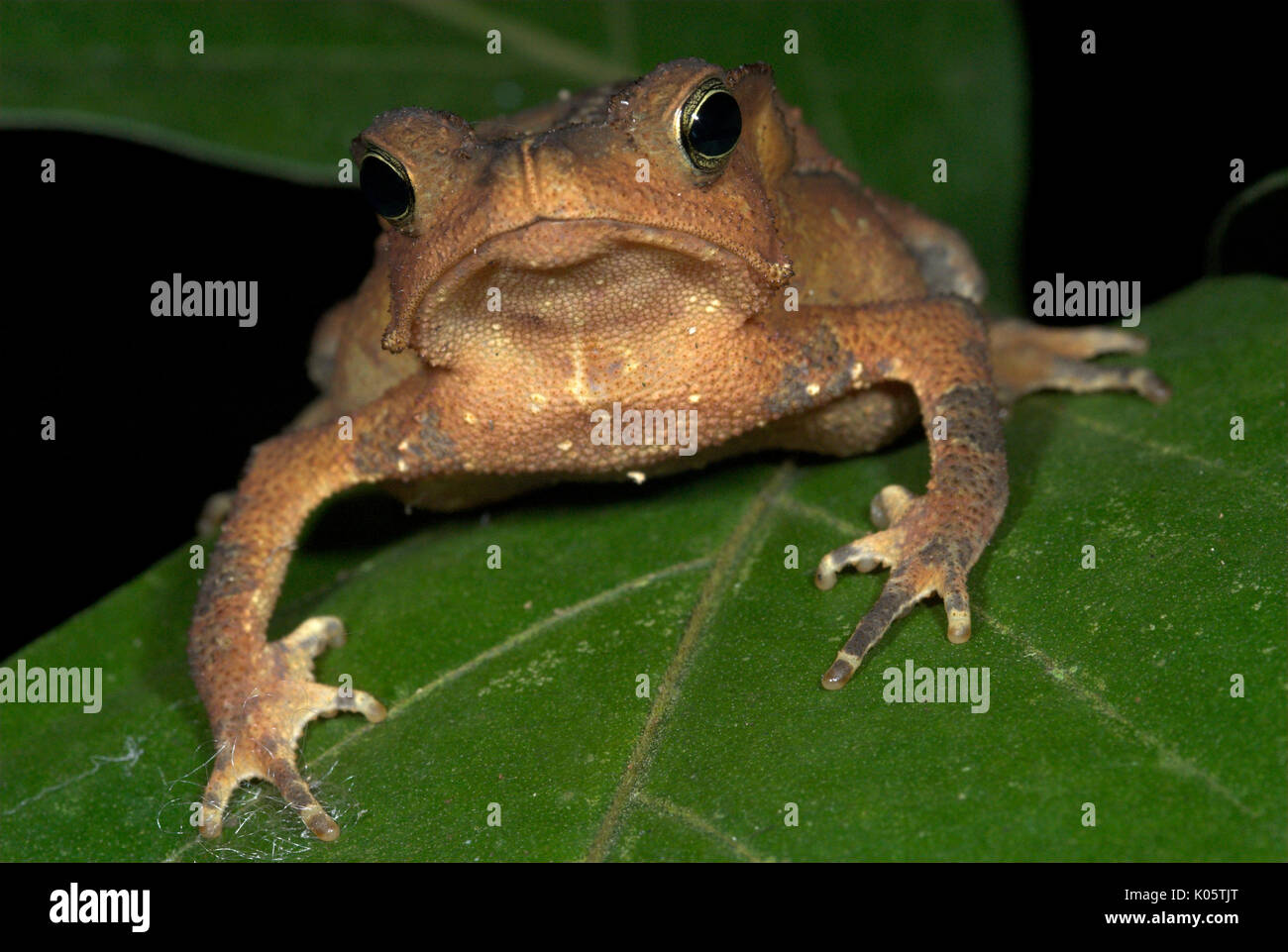 Sharp-nosed Toad, Bufo dapsilis, Manu, Peru, sitting on leaf Stock ...