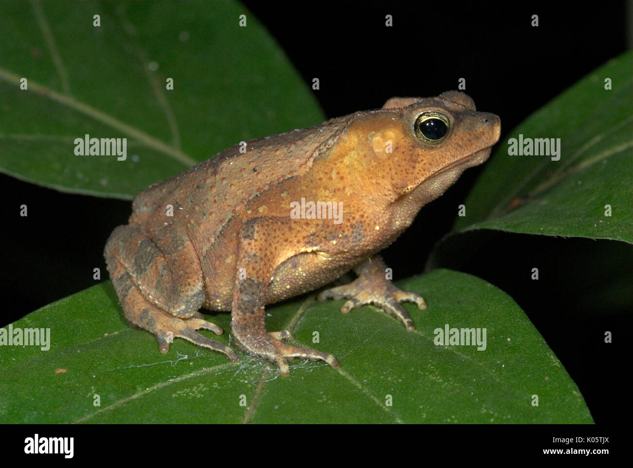 Sharp-nosed Toad, Bufo dapsilis, Manu, Peru, sitting on leaf Stock ...