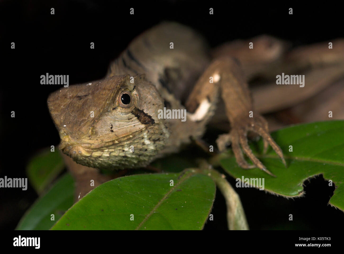 Tropidurus plica hi-res stock photography and images - Alamy