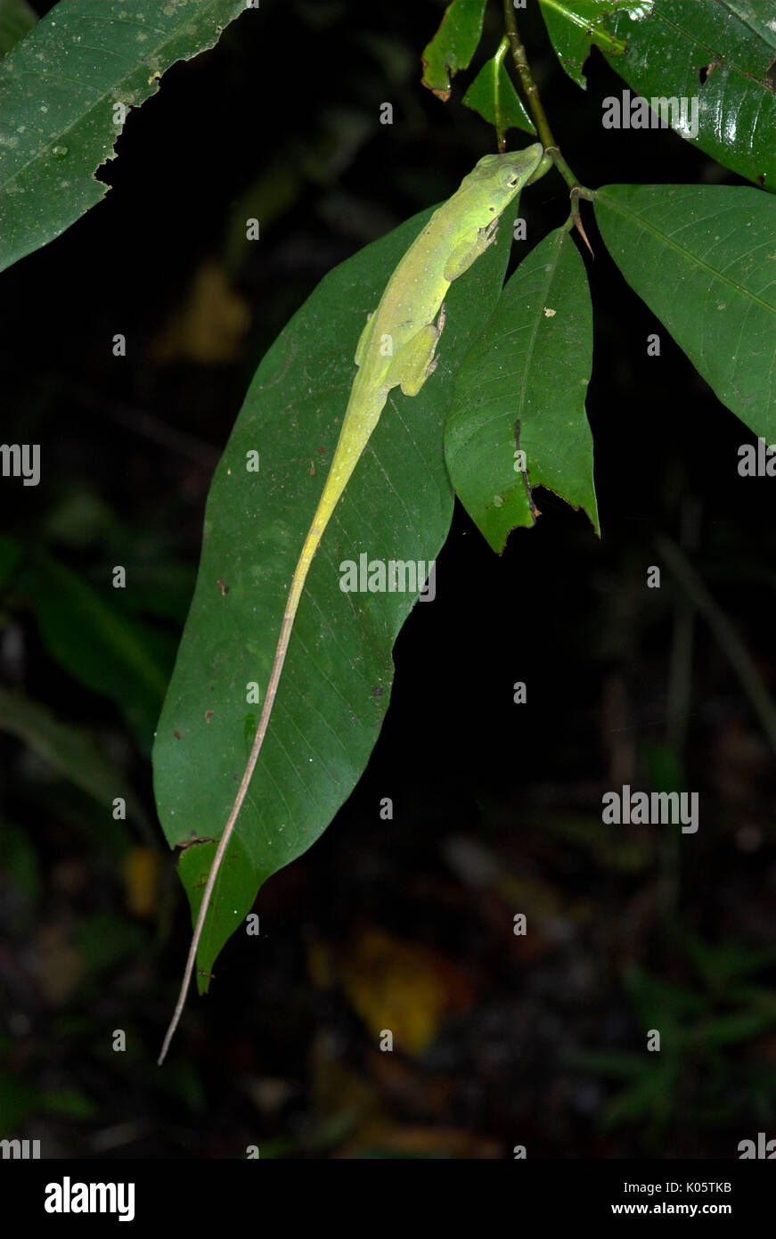 Green Forest Anole, Anolis punctatus, Manu, Peru, on leaf in jungle at ...