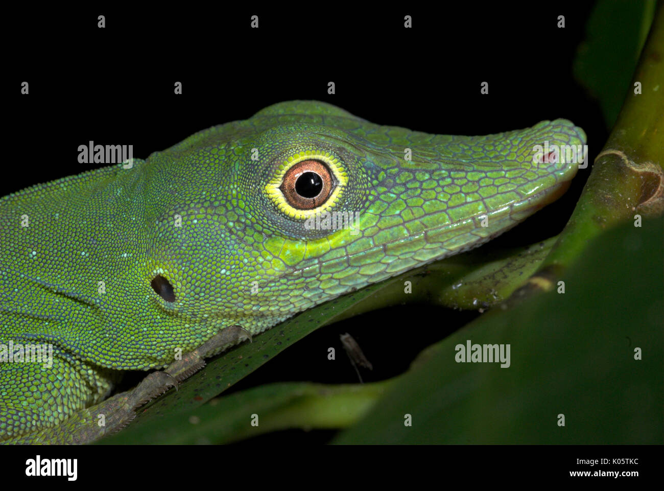 Green Forest Anole, Anolis punctatus, Manu, Peru, on leaf in jungle at ...