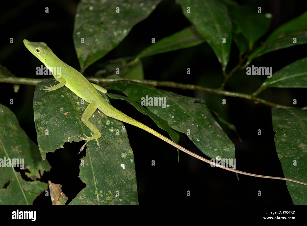 Green Forest Anole, Anolis punctatus, Manu, Peru, on leaf in jungle at ...