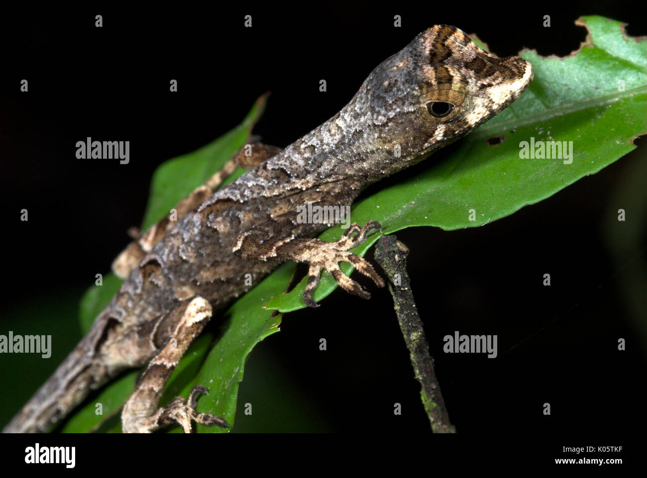 COMMON FOREST ANOLE, Anolis trachyderma Manu, Peru Stock Photo - Alamy