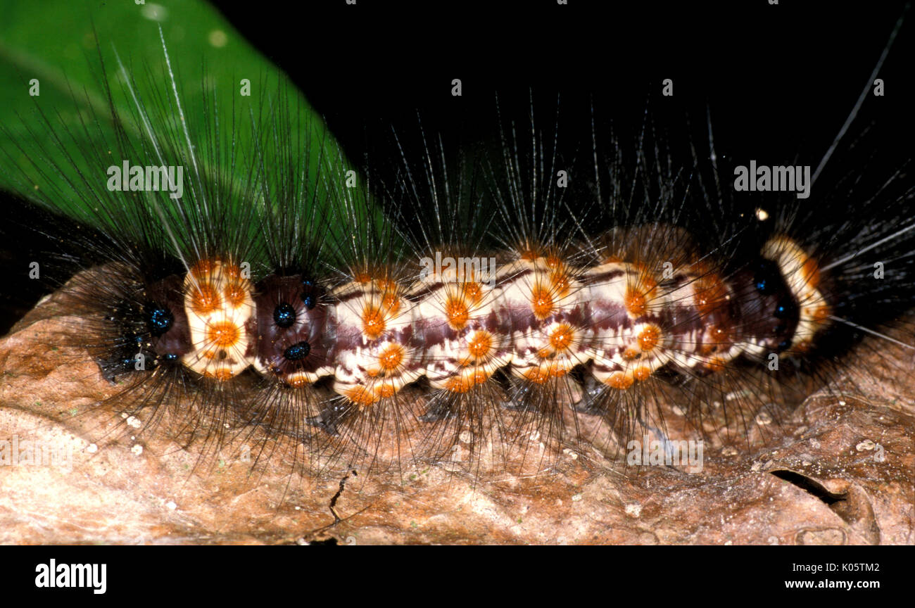 Rainforest rain forest caterpillar hi-res stock photography and images ...