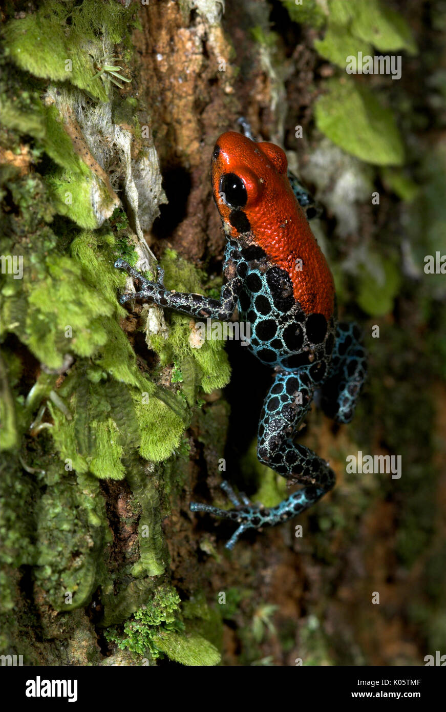 Red Back Poison Frog, or Reticulated Poison Frog, Dendrobates ...
