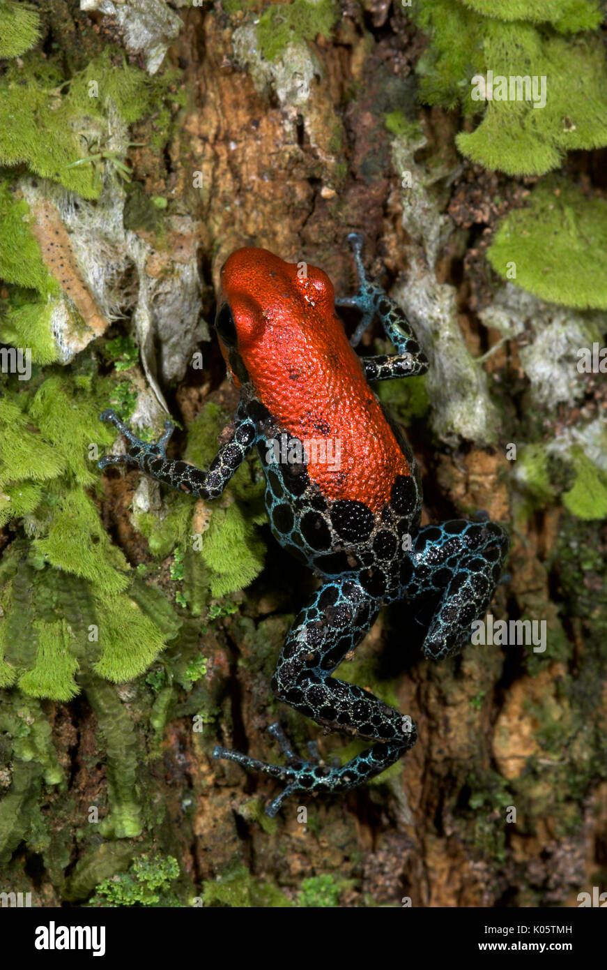 Red Back Poison Frog, or Reticulated Poison Frog, Dendrobates ...