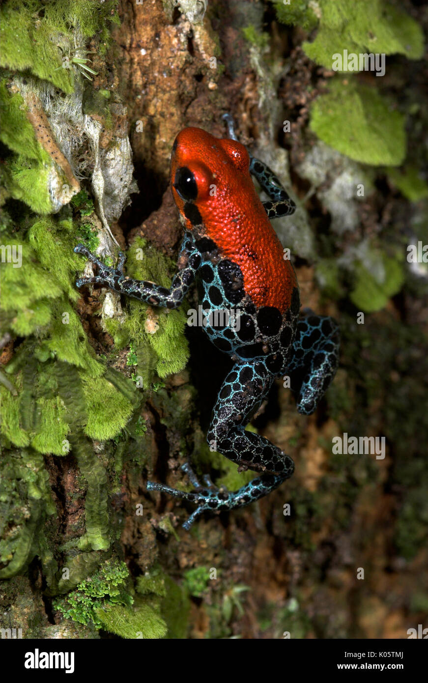 Red Back Poison Frog, or Reticulated Poison Frog, Dendrobates ...