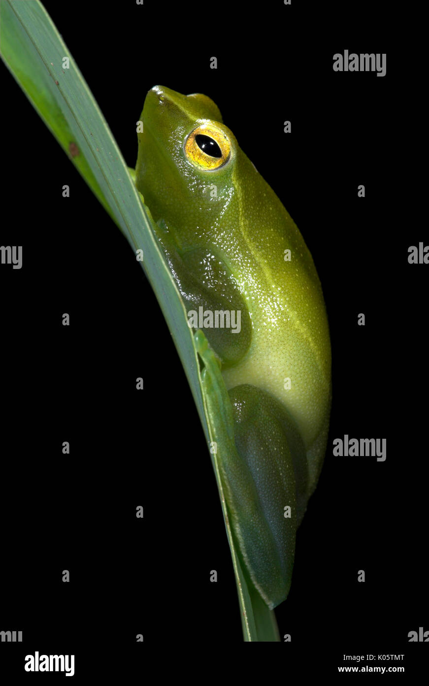 Greater Hatchet Faced Treefrog, Sphaenorhynchus lacteus, on leaf in ...