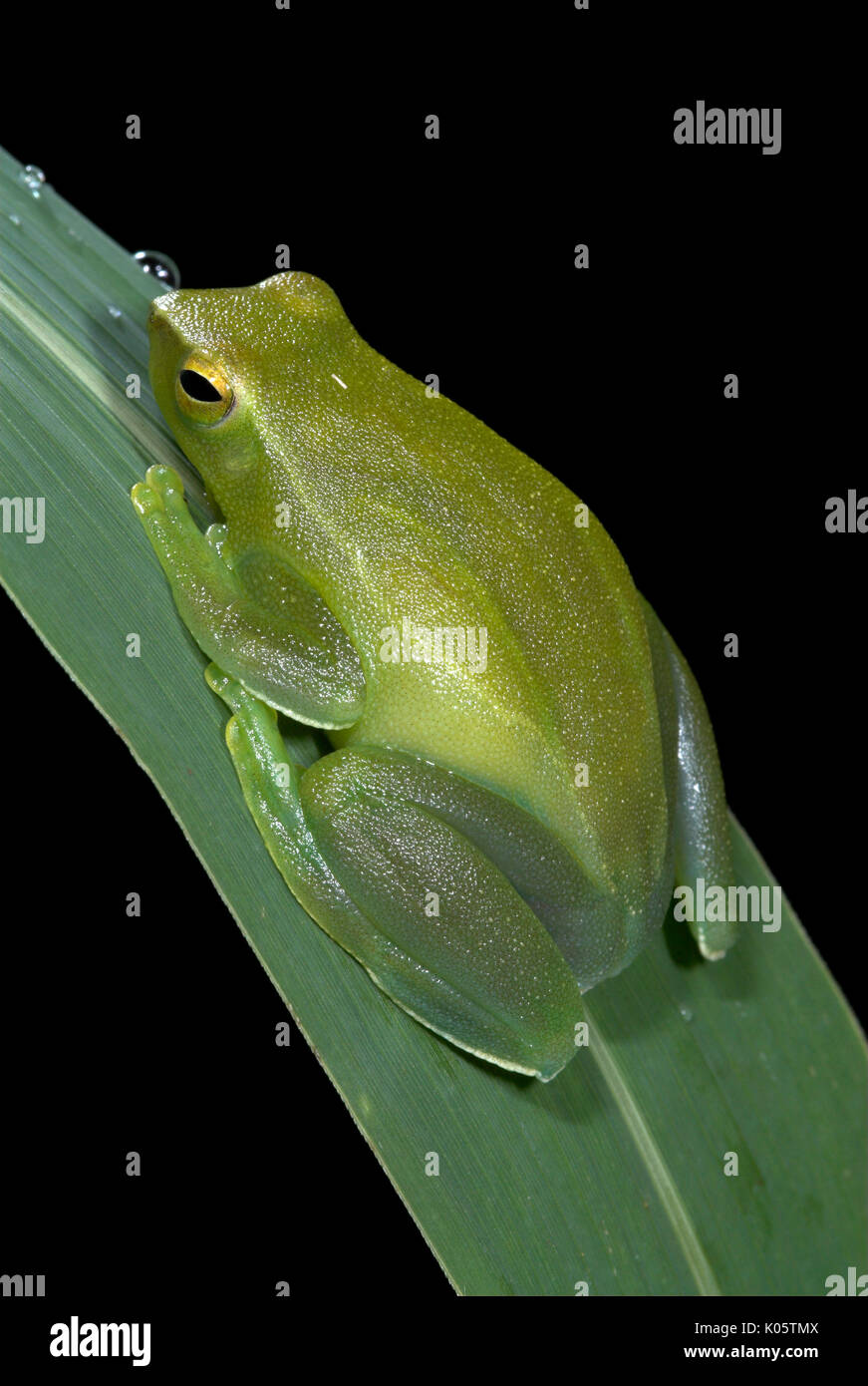 Greater Hatchet Faced Treefrog, Sphaenorhynchus lacteus, on leaf in ...