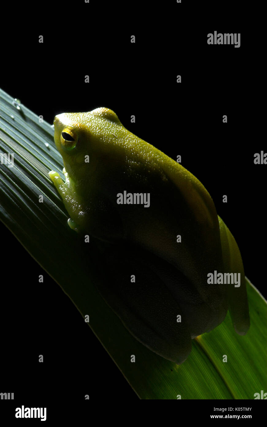 Greater Hatchet Faced Treefrog, Sphaenorhynchus lacteus, on leaf in ...