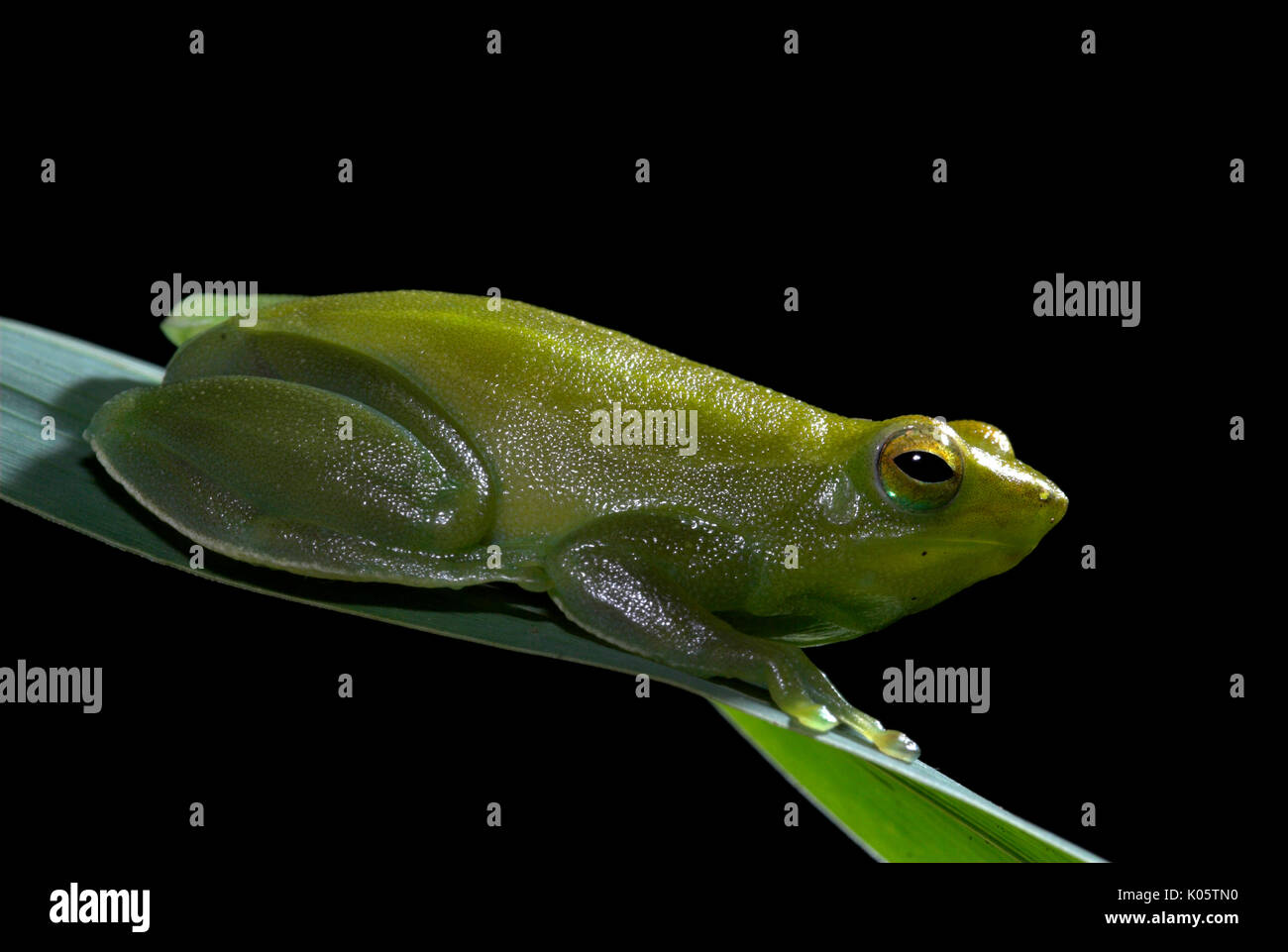 Greater Hatchet Faced Treefrog, Sphaenorhynchus lacteus, on leaf in ...