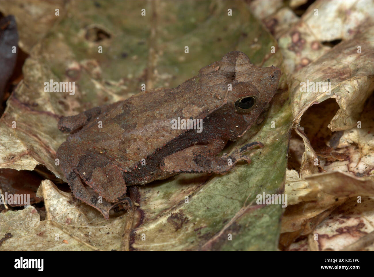 Dead leaf Toad, Bufo margaritifer complex, Bufo typhonius, Iquitos ...