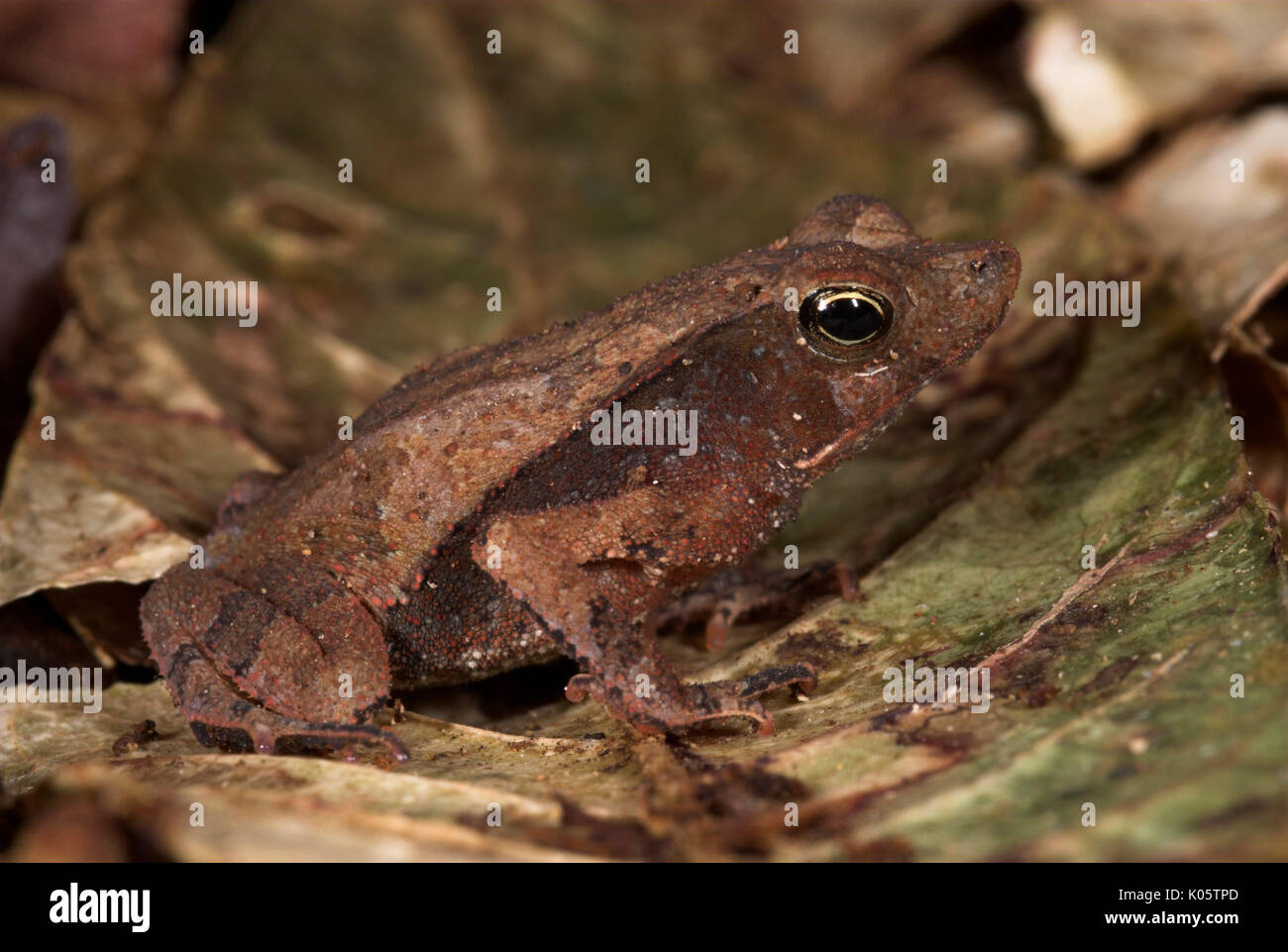 Leaf Toad