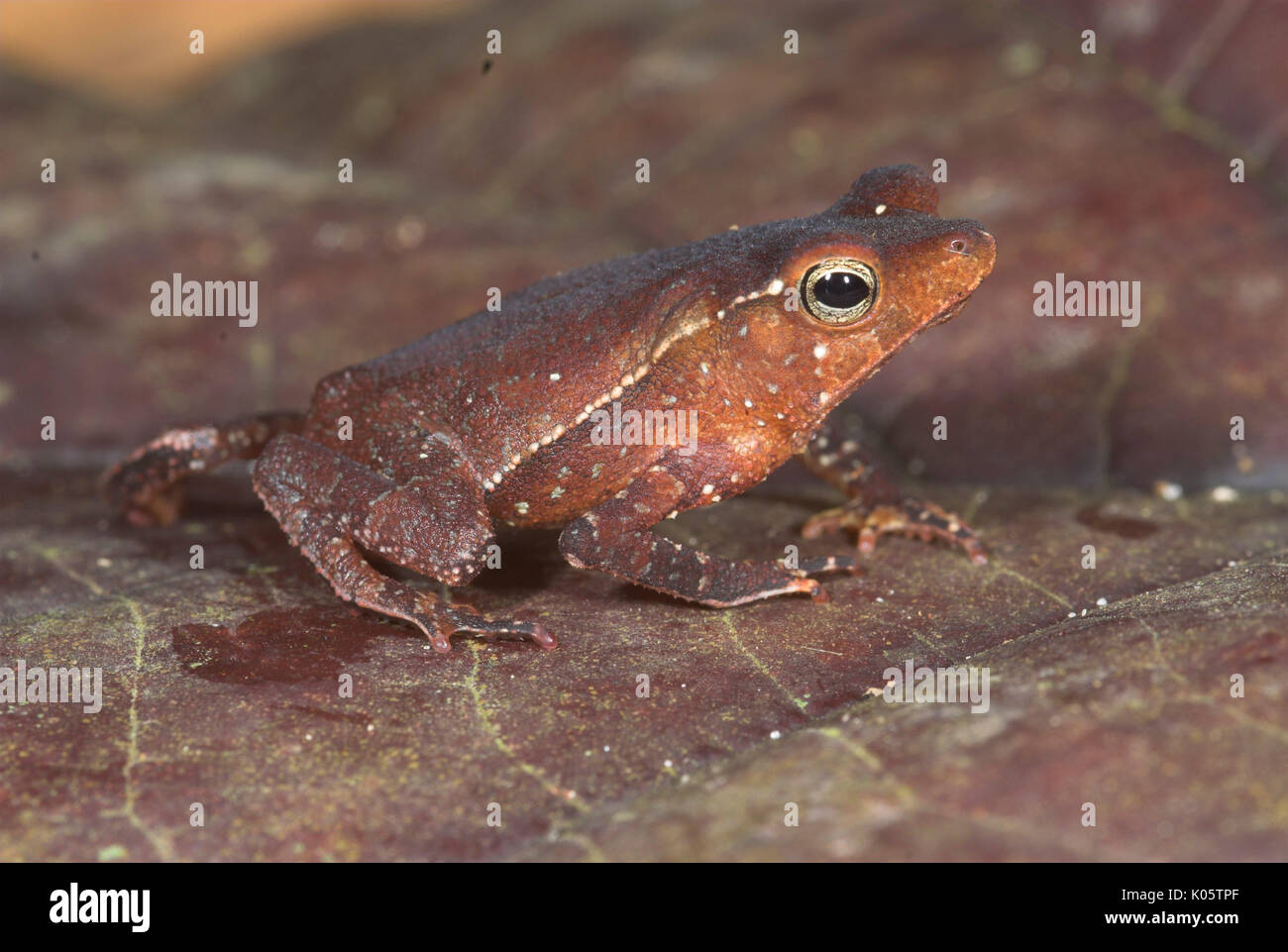 Dead leaf Toad, Bufo margaritifer complex, Iquitos, Peru, jungle ...