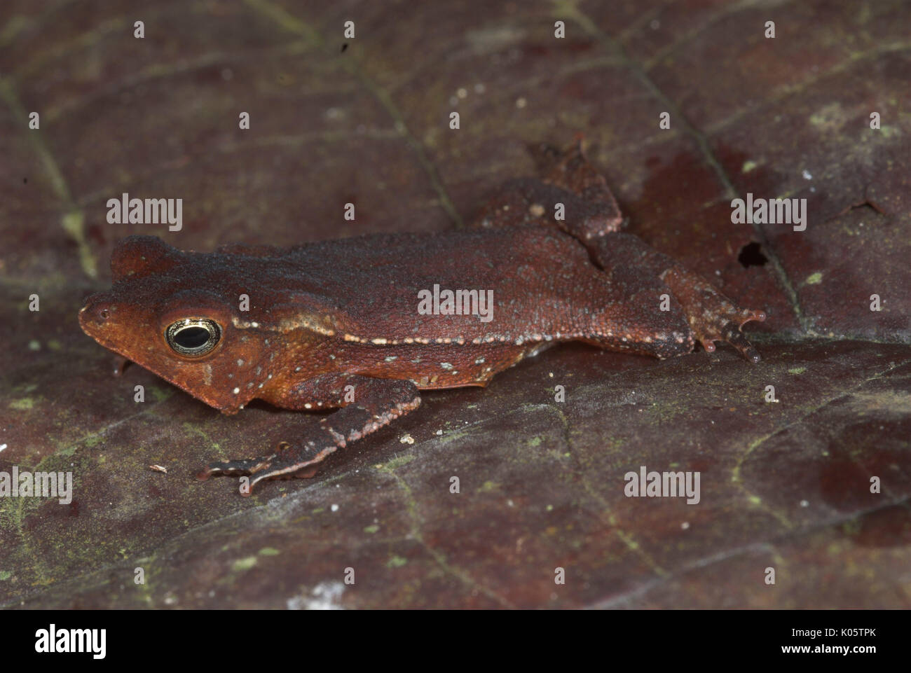 Dead leaf Toad, Bufo margaritifer complex, Iquitos, Peru, jungle ...