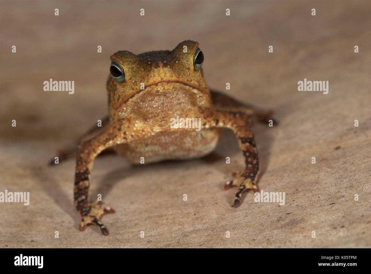 Dead leaf Toad, Bufo margaritifer complex, Iquitos, Peru, jungle ...