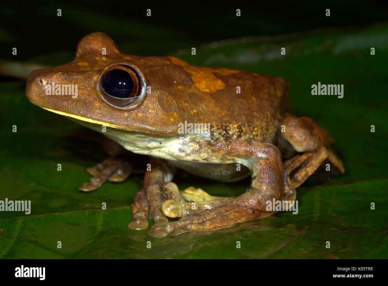 Gladiator Tree Frog, Hyla Boans, Iquitos, Peru, jungle, amazon, large ...