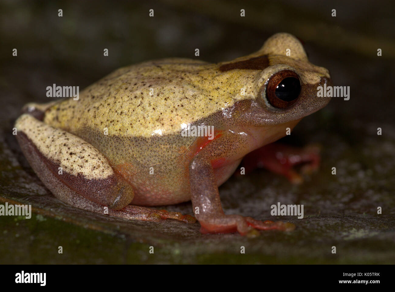 Variable Clown Treefrog, Hyla triangulum, Iquitos, Peru, jungle, amazon ...
