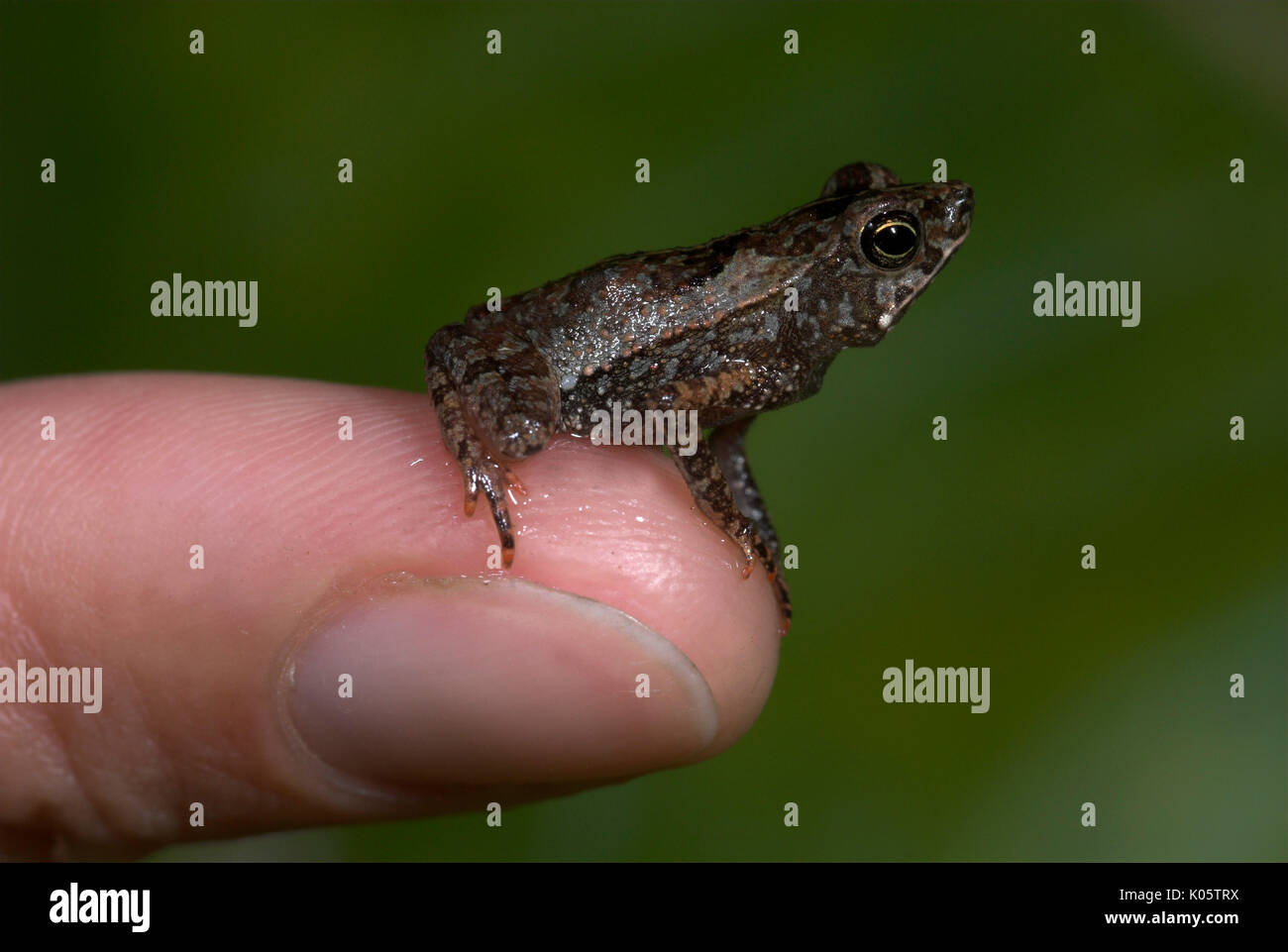 Small Frog on finger, Phyllonastes myrmecoides, in jungle, Iquitos ...