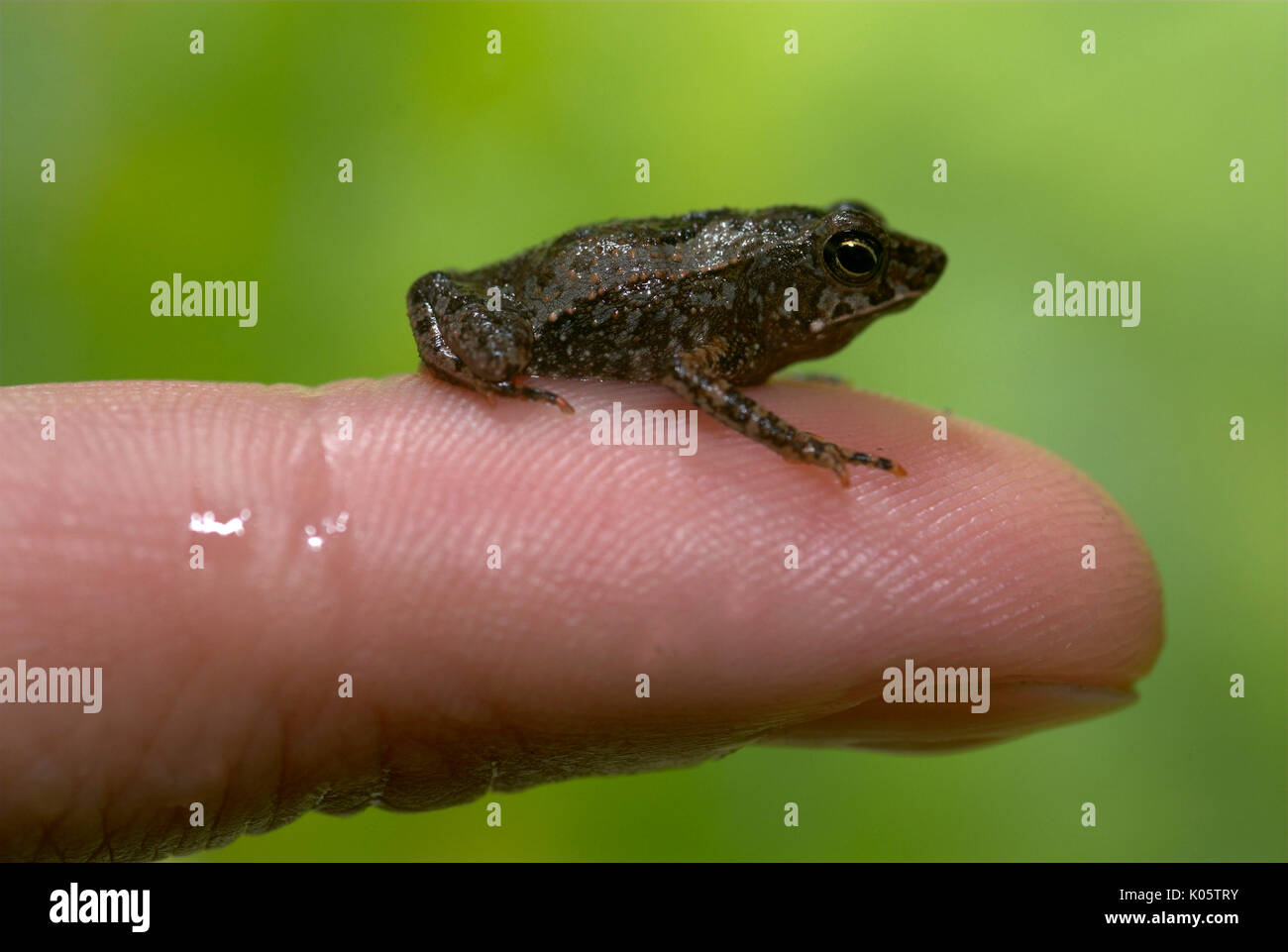 Small Frog on finger, Phyllonastes myrmecoides, in jungle, Iquitos ...