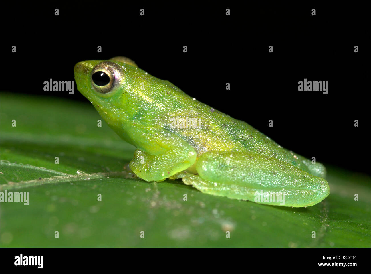 Rainforest peru glass frog hi-res stock photography and images - Alamy