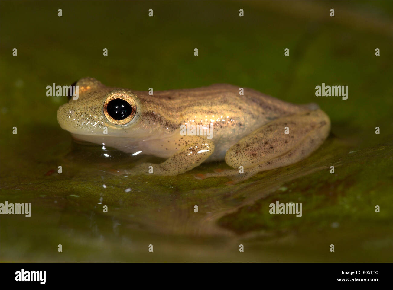 Narrow Headed Tree Frog, Scinax elaeochroa, on leaf in water, jungle ...