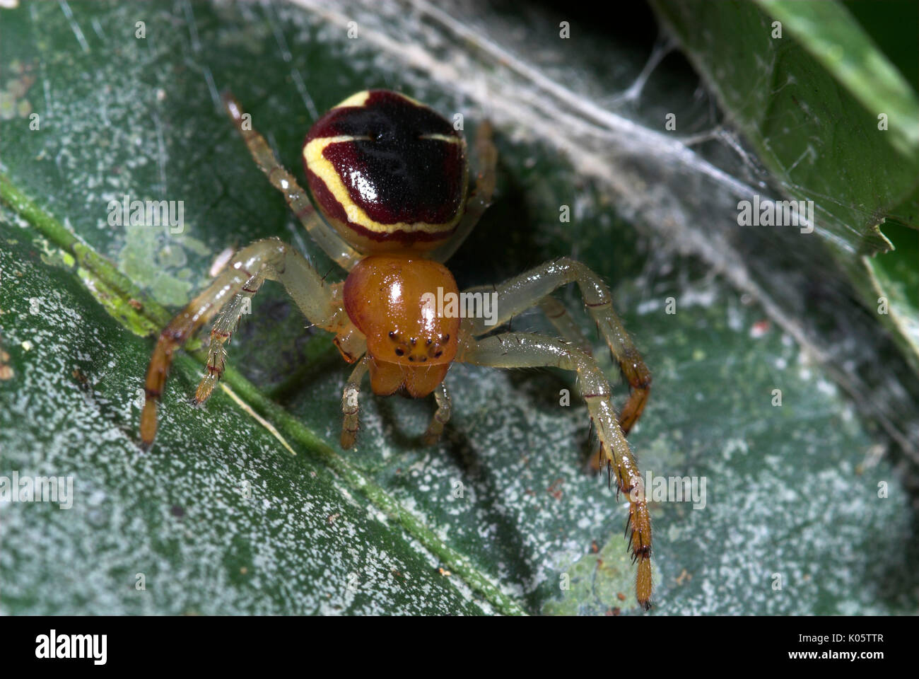Crab spider amazon rainforest hi-res stock photography and images - Alamy