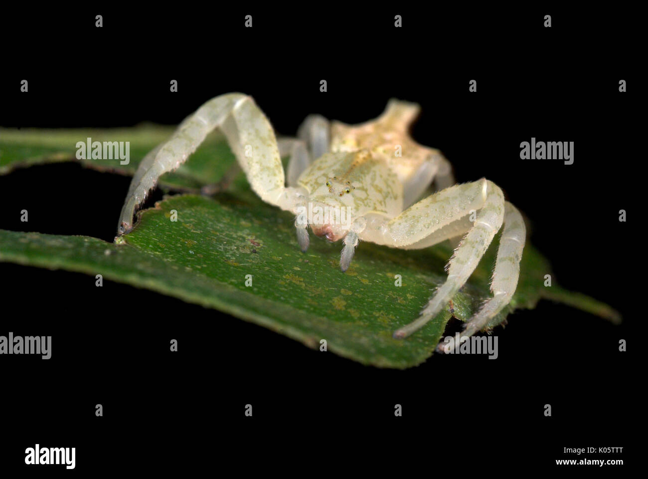 Crab spider amazon rainforest hi-res stock photography and images - Alamy
