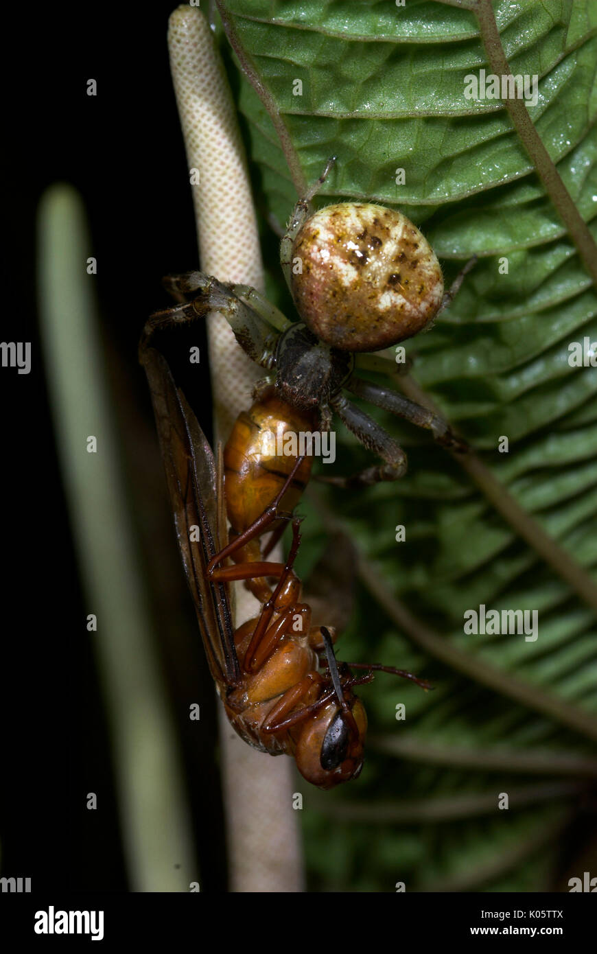 Crab Spider, Family Thomisidae, feeding with wasp prey, Iquitos, Peru ...