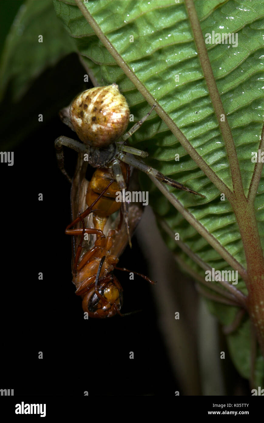 Crab Spider, Family Thomisidae, feeding with wasp prey, Iquitos, Peru ...