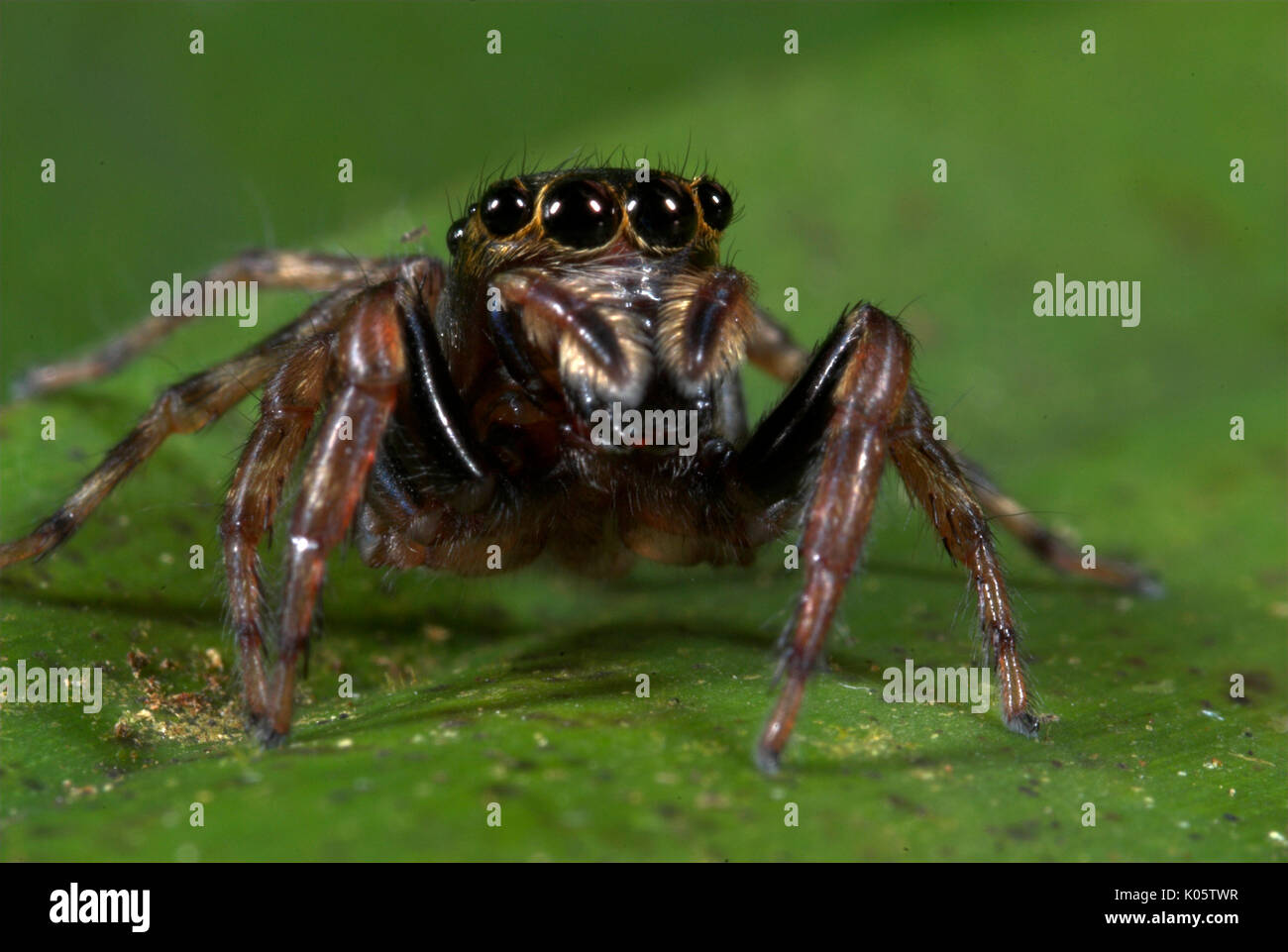 Jumping Spider, Salticidae sp., Iquitos, Peru, jungle, amazonian ...