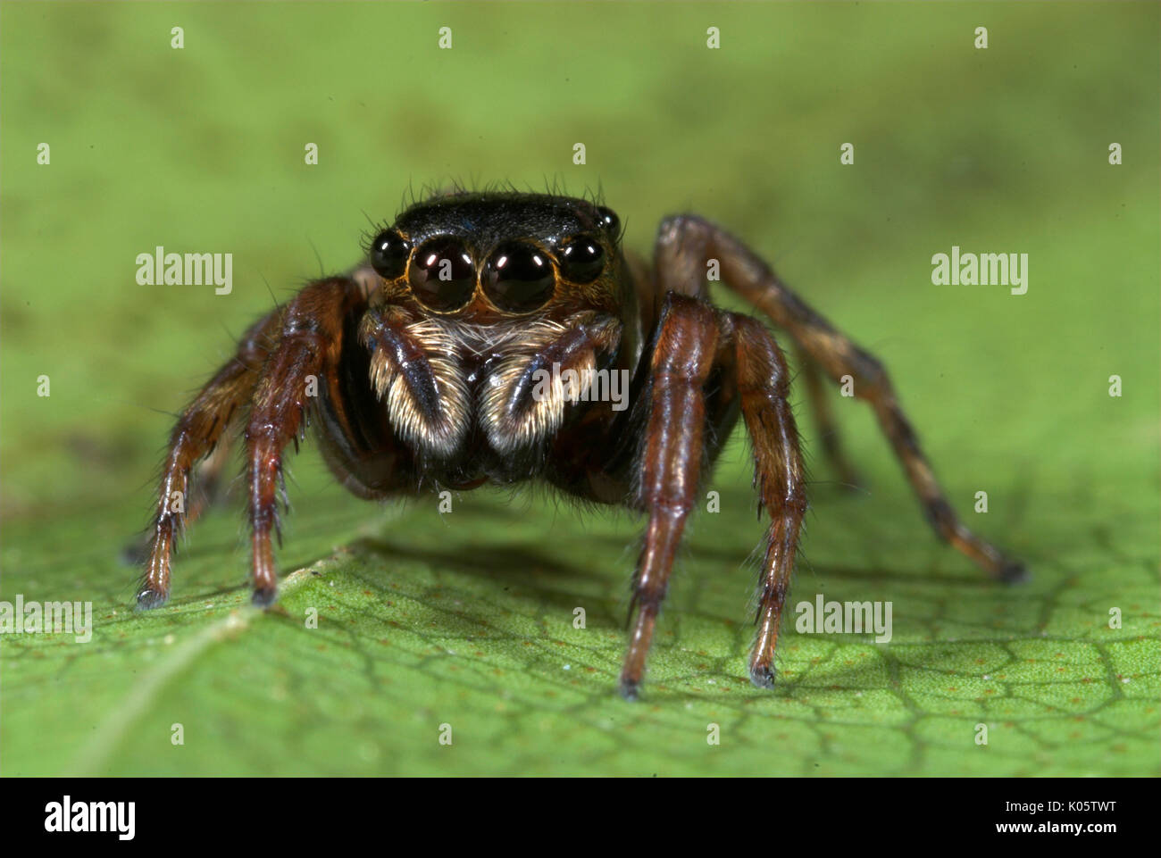 Jumping Spider, Salticidae sp., Iquitos, Peru, jungle, amazonian ...