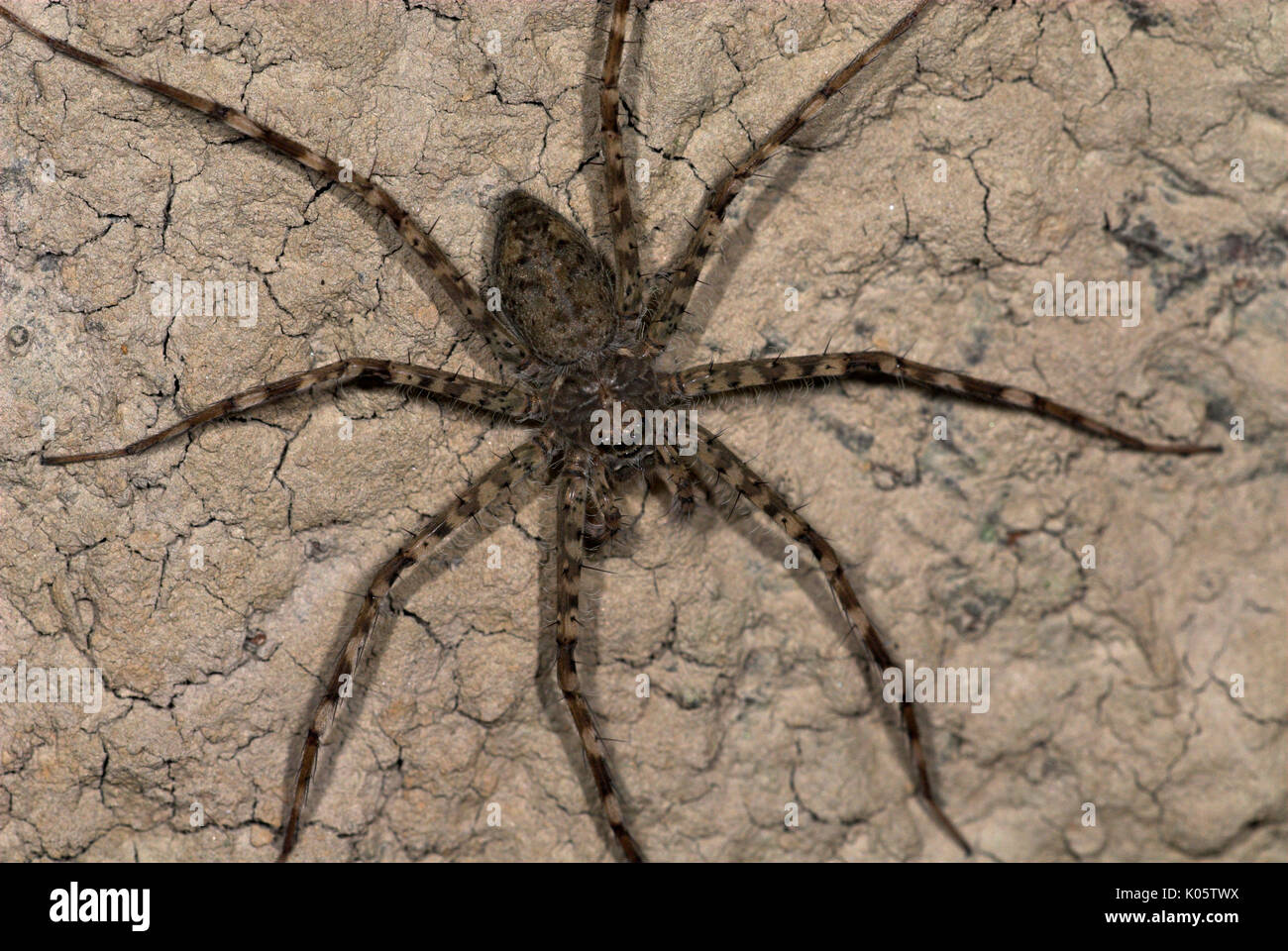 Huntsman Spider, Family Heteropodidae, Iquitos, Peru, jungle, amazon ...